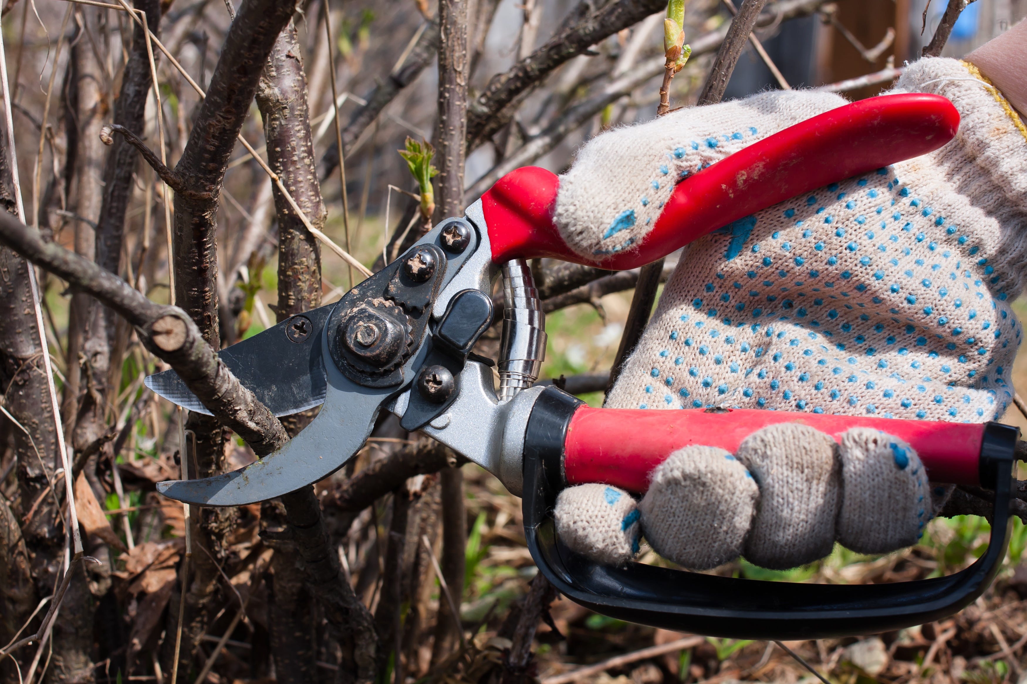 9 plants to prune in February for healthier spring growth