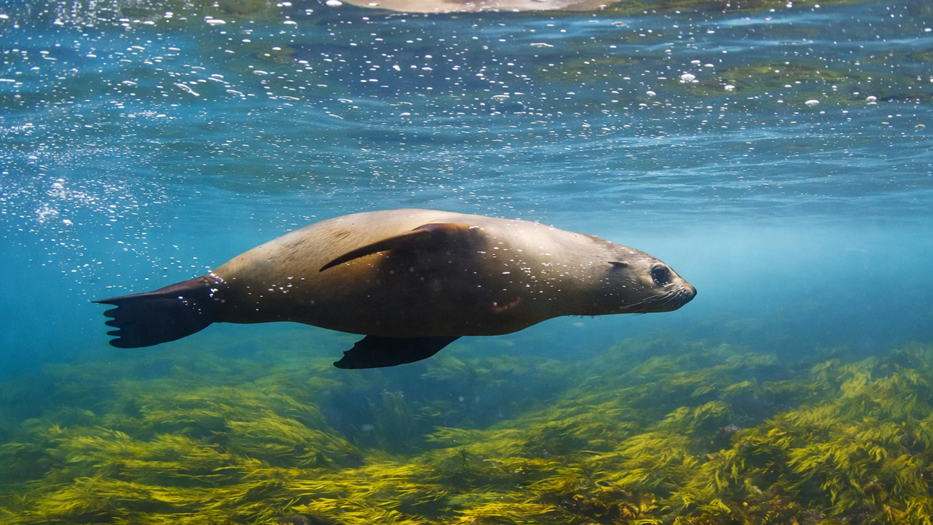 Ocean life in motion