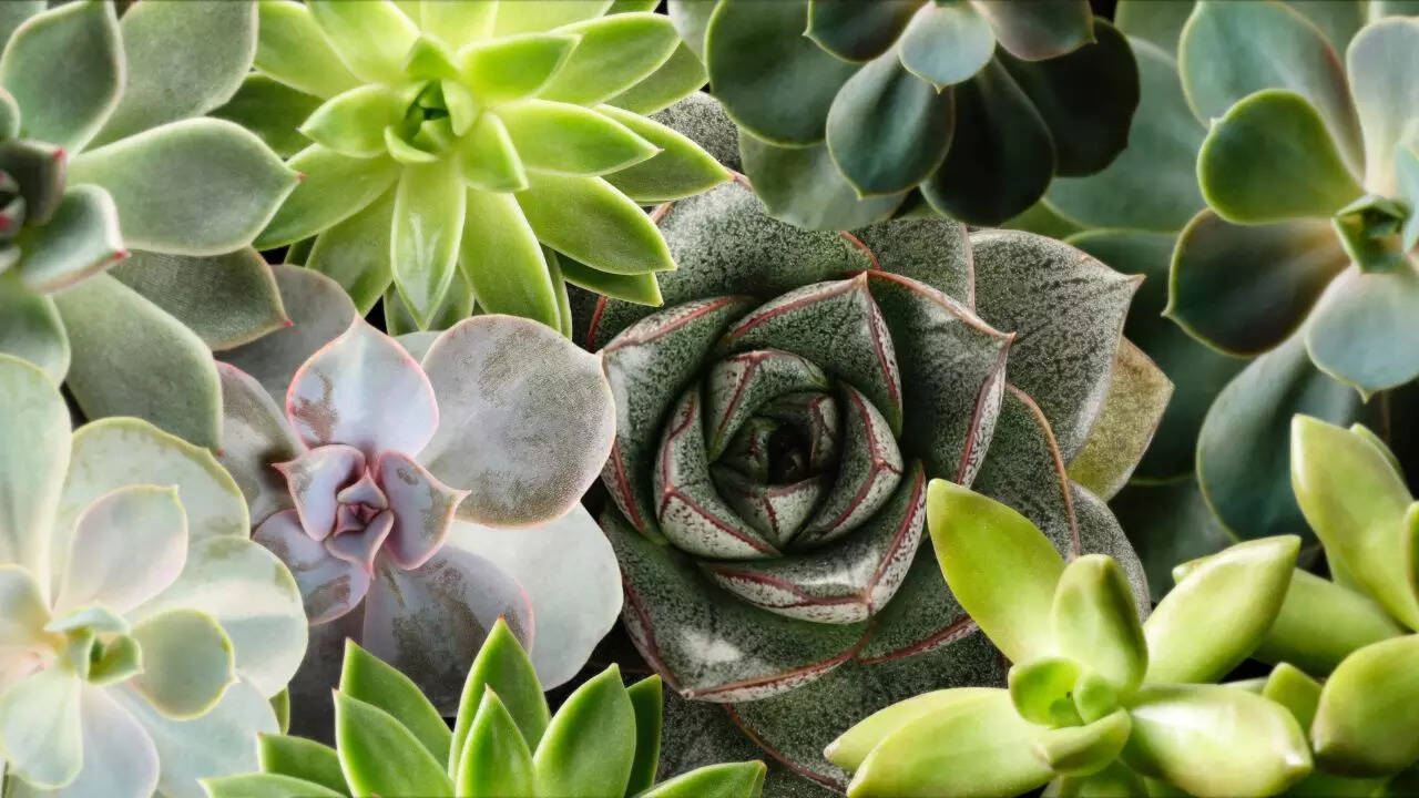 10 succulents that are easy to maintain and look as beautiful as a bouquet