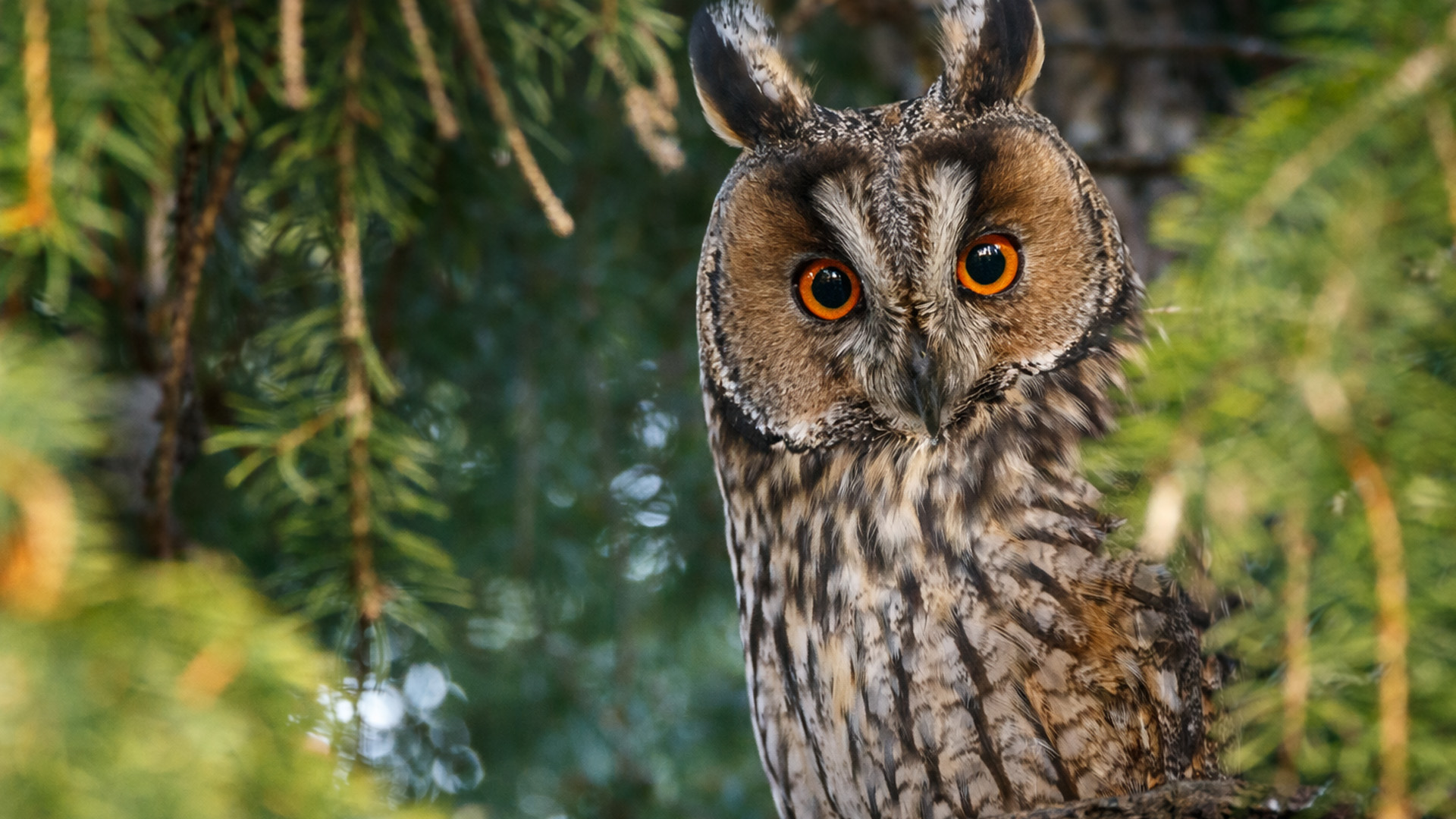 I think this owl noticed the camera