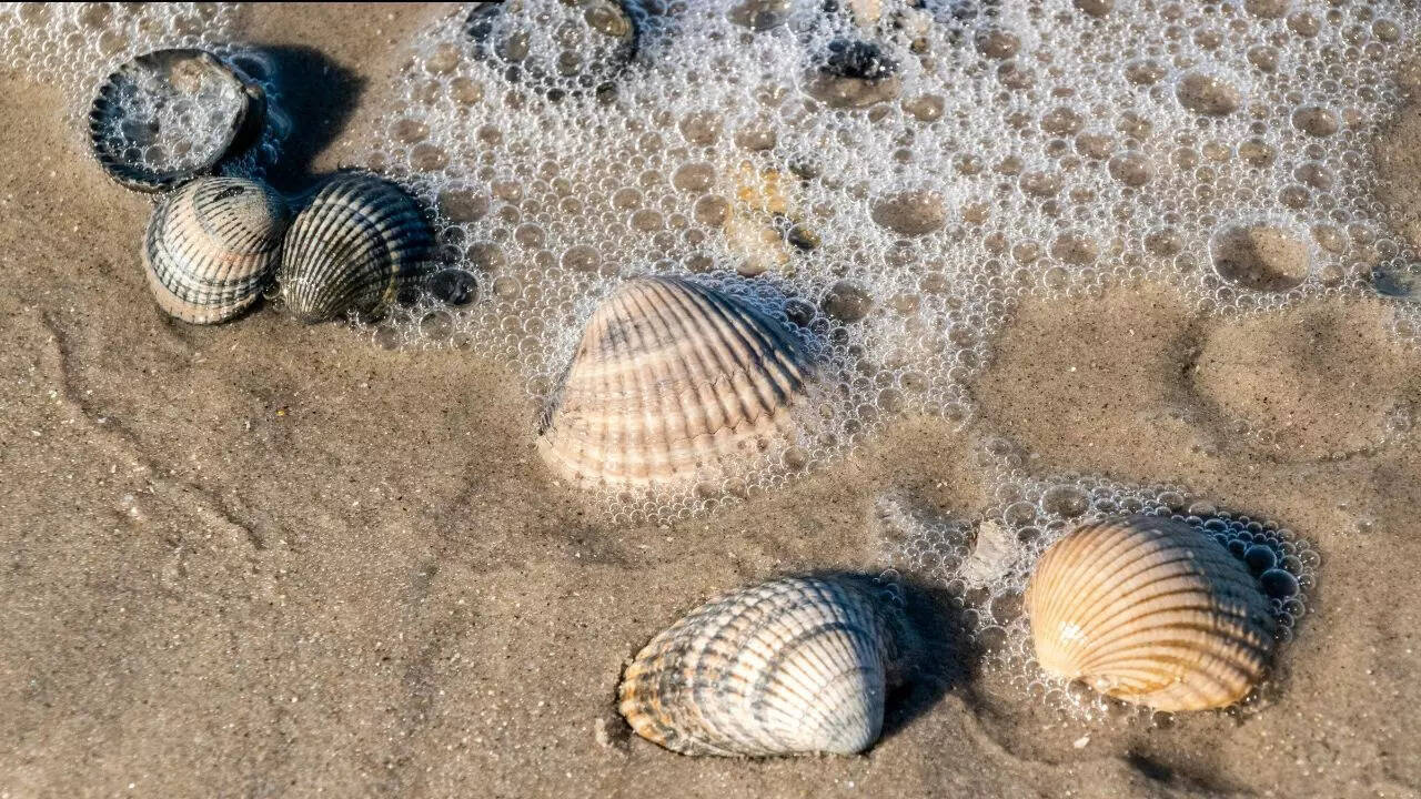 How are seashells formed and where they come from