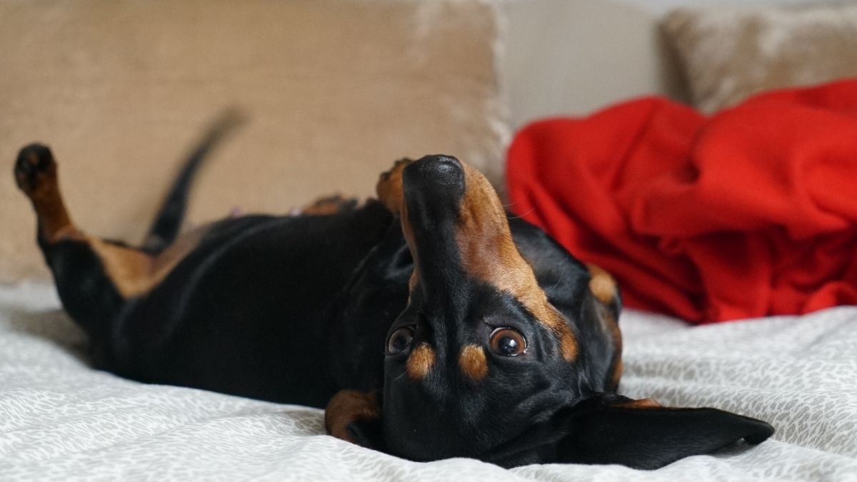 Why your dog keeps rolling onto its back and what it is trying to tell you