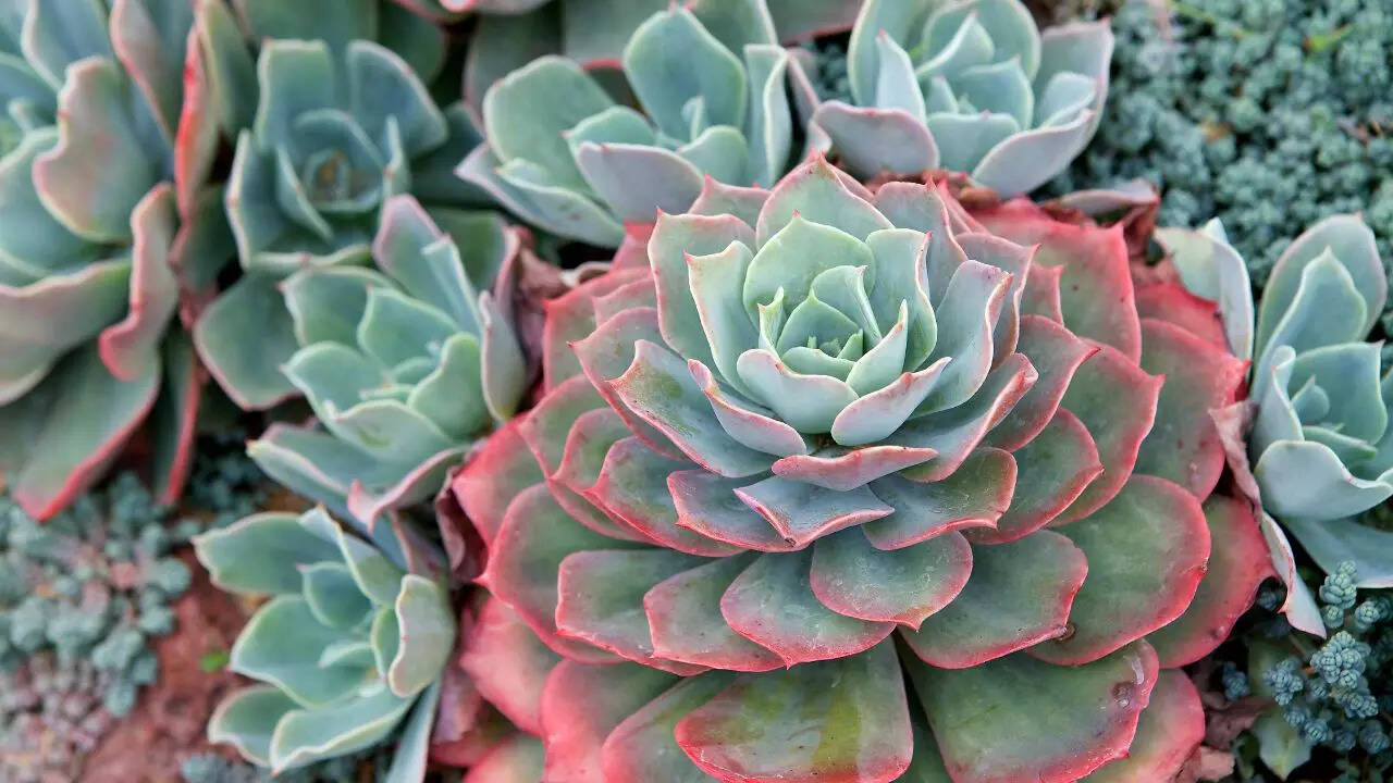 10 succulents that are easy to maintain and look as beautiful as a bouquet