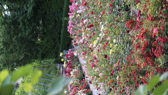 Spring may be cut short as IMD forecasts warmer February