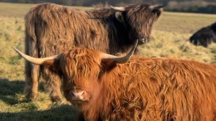 Why have Highland cows become such a big deal?