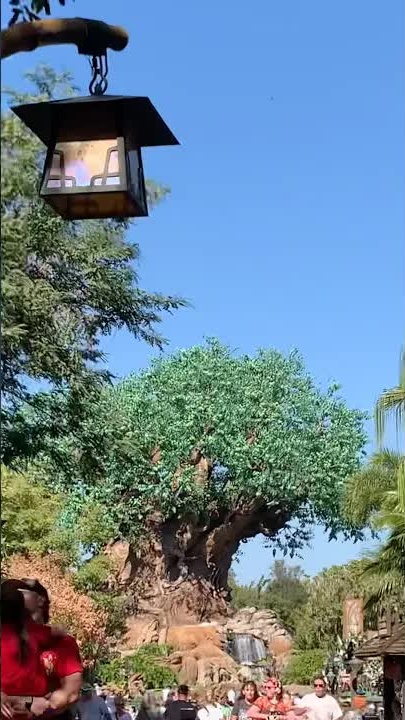 Disney's Animal Kingdom secret entrance to Tree of Life!