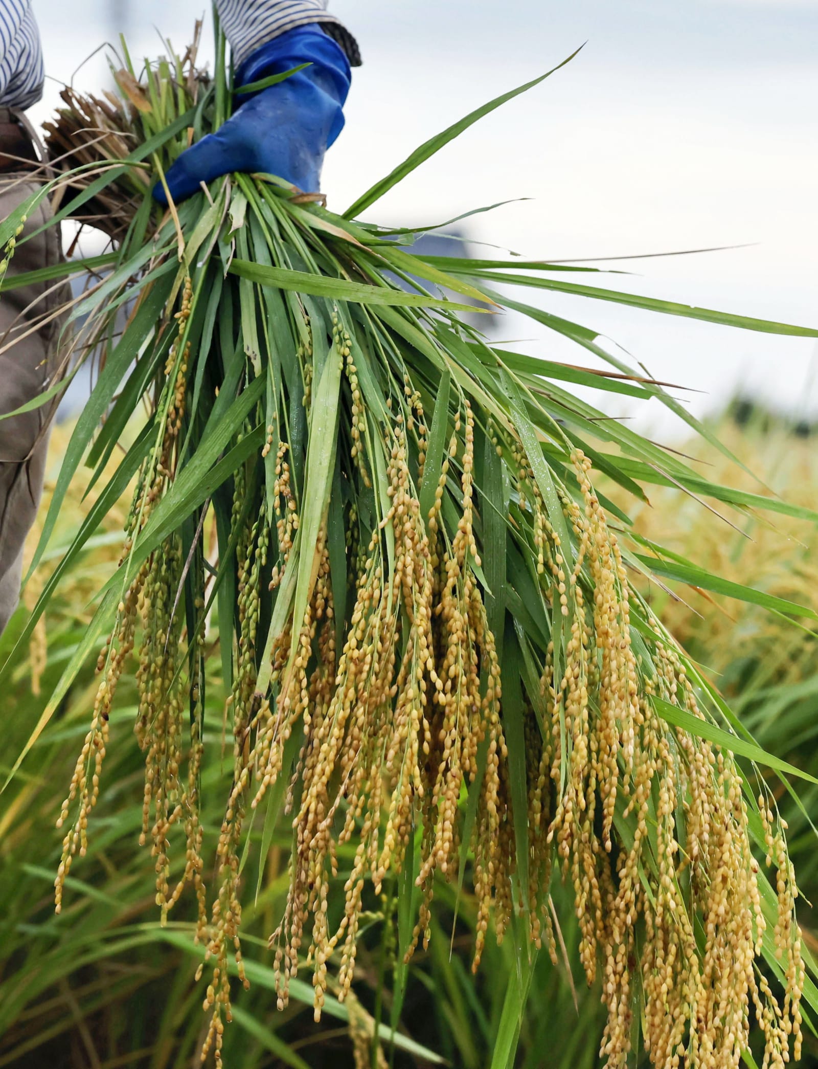 Rice policy rekindled ahead of Japan election as PM Takaichi shifts course