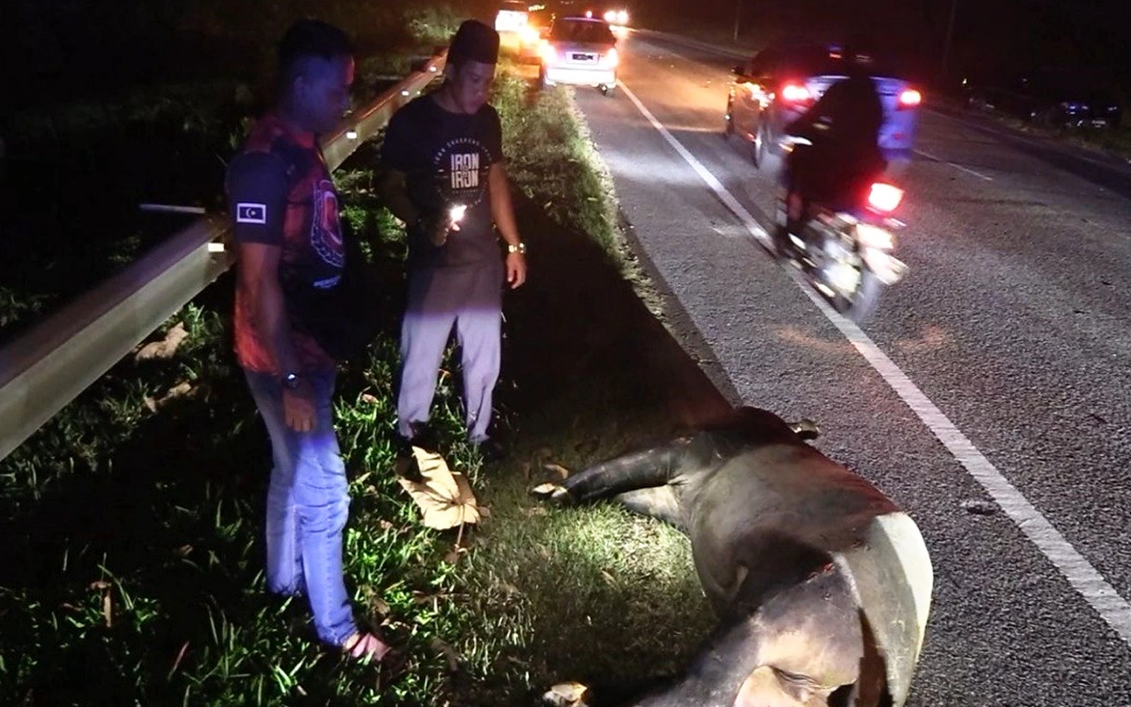 300kg male tapir killed while crossing road in Dungun