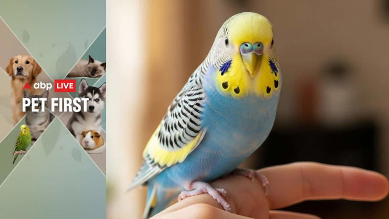ABP Live Pet First: 8 pet birds that bring joy and companionship