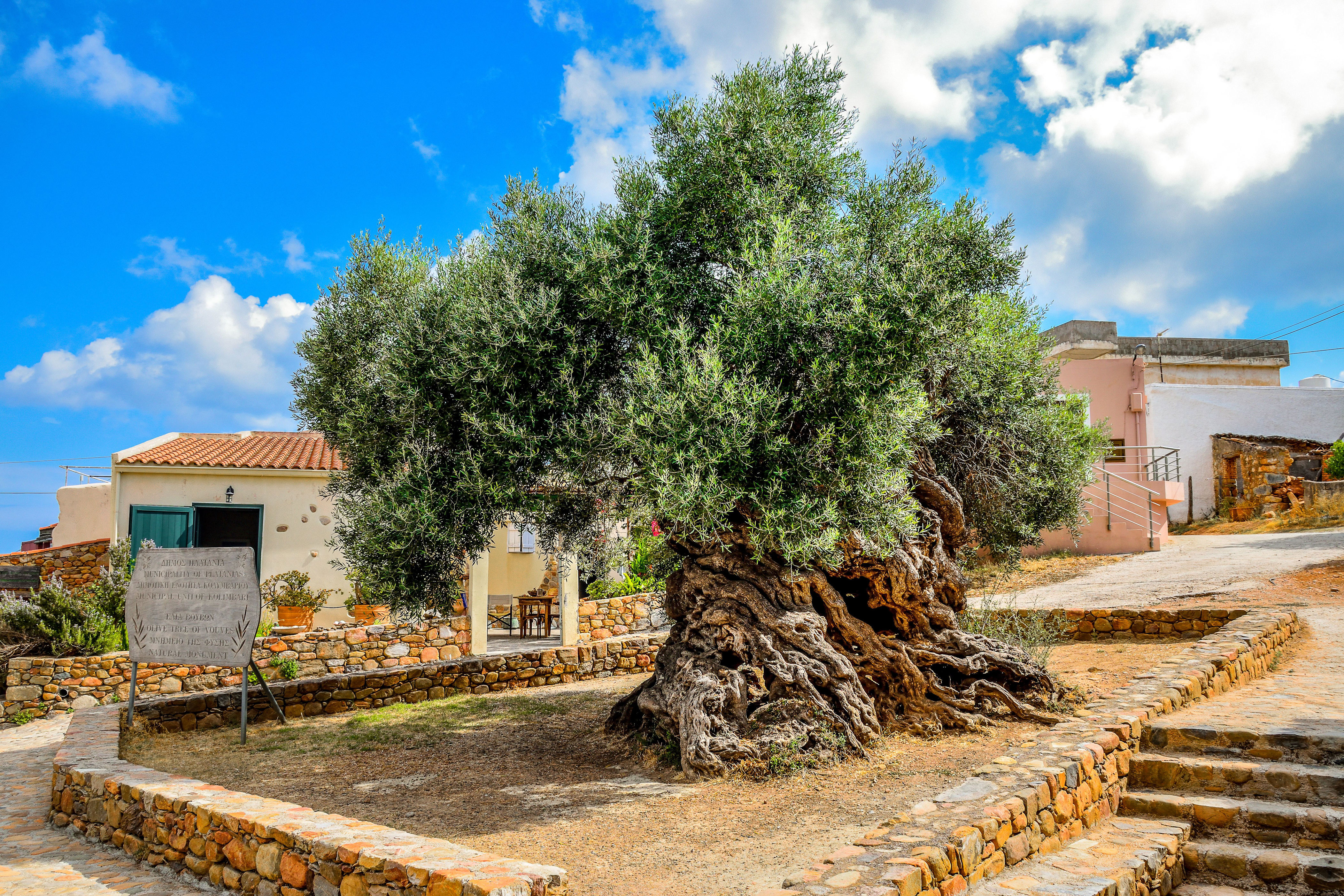 This 4,000-year-old tree witnessed the rise and fall of some of history ...