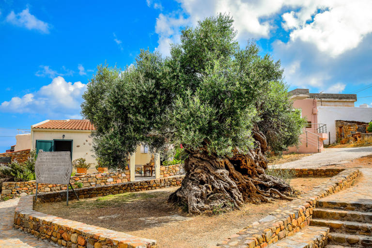 This 4,000-year-old tree witnessed the rise and fall of some of history ...
