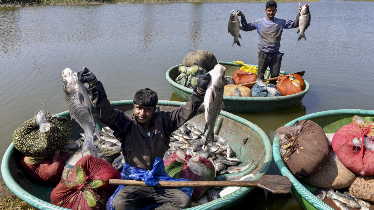 Union Budget 2026: FM Sitharaman unveils livestock, fisheries and high ...