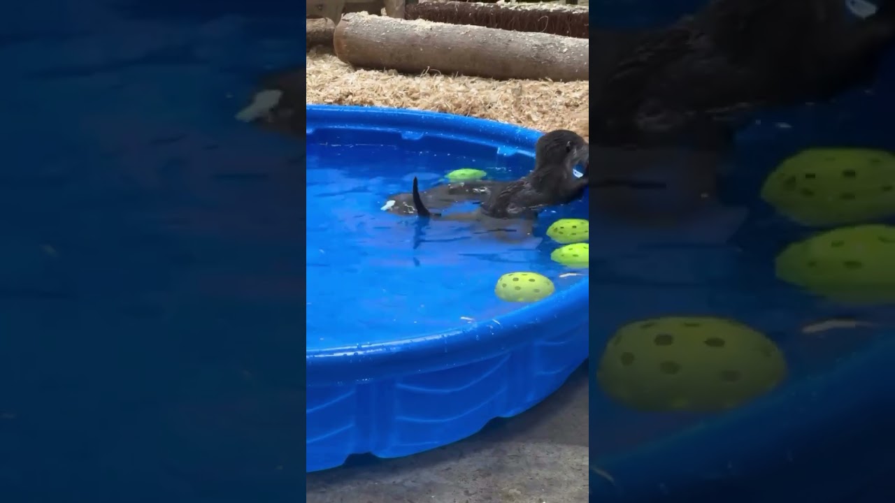 Tiny Asian small-clawed otter pups learn to swim