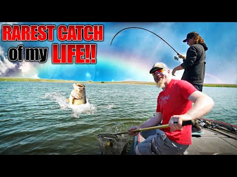 It took over 30 years to catch a fish this rare, insane megabag