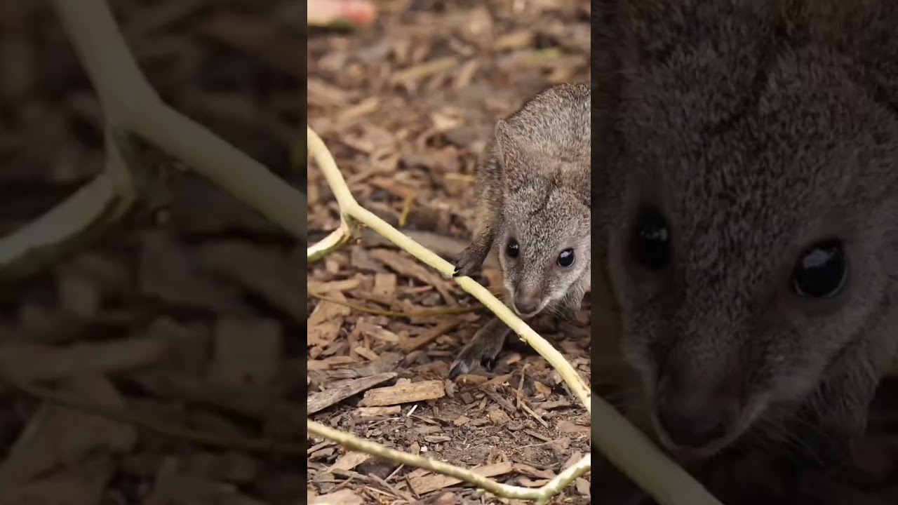 Watch a tiny parma wallaby joey explore their habitat