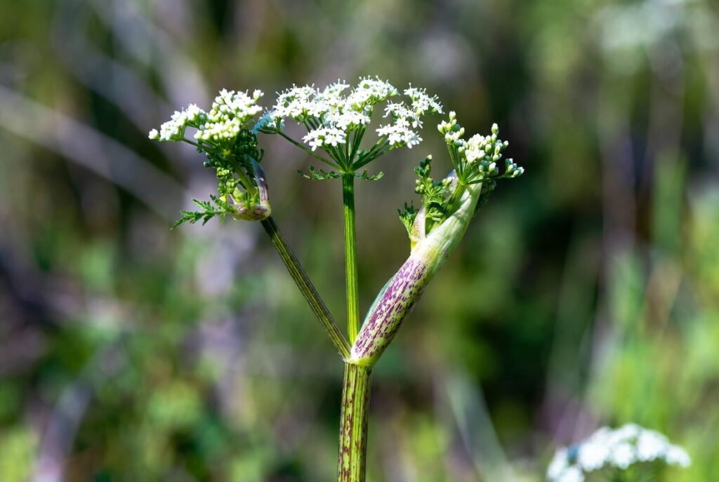 The deadly plants gardeners and foragers should know about