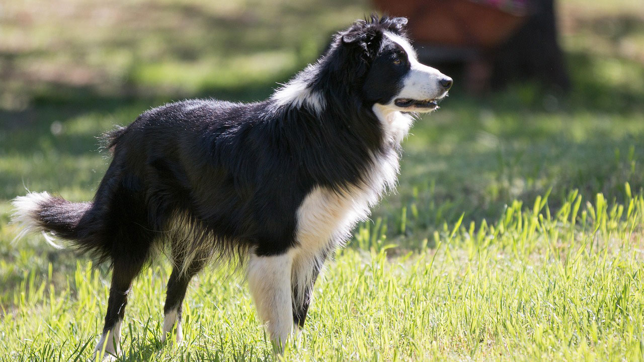 15 dog breeds that are great dogs but bad first dogs