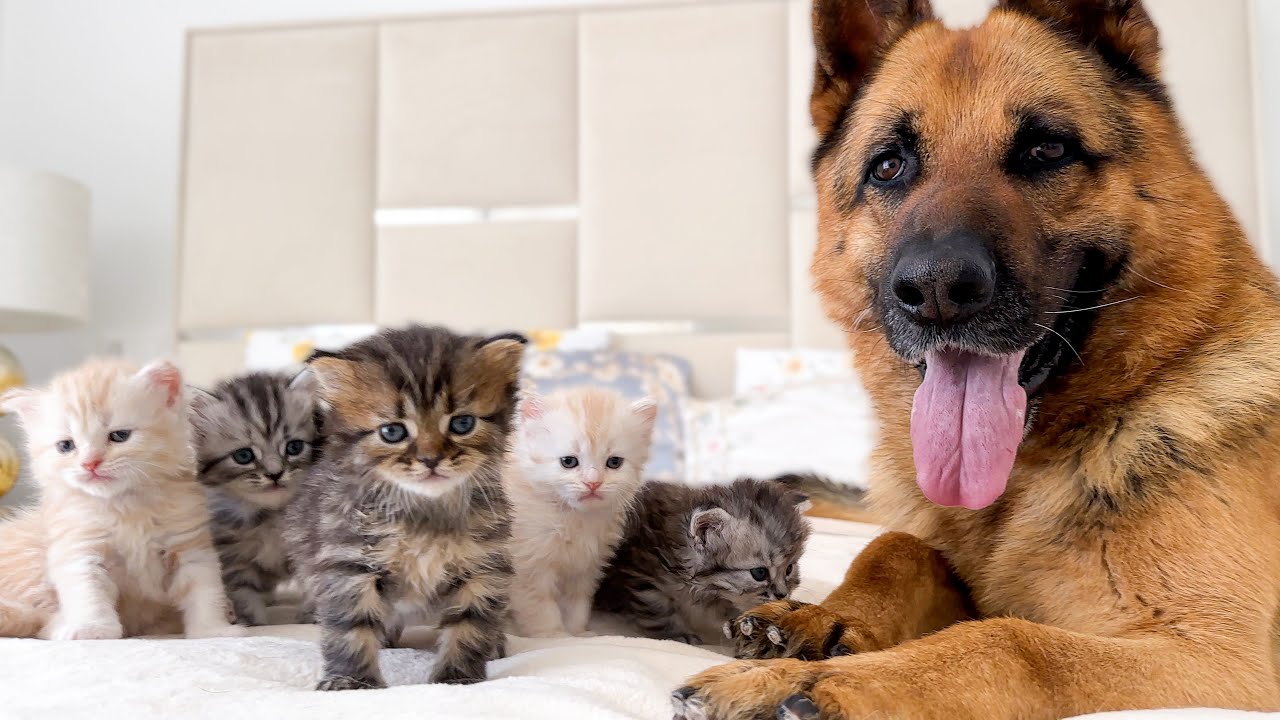 German shepherd lets kittens win easily