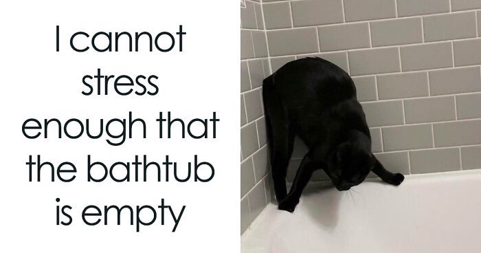 48 memes that cat owners might find relatable