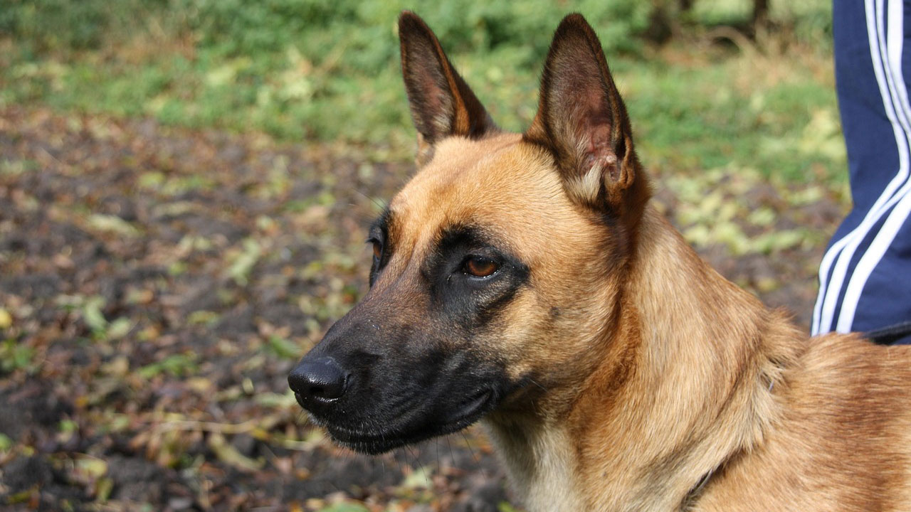 15 dog breeds that are great dogs but bad first dogs