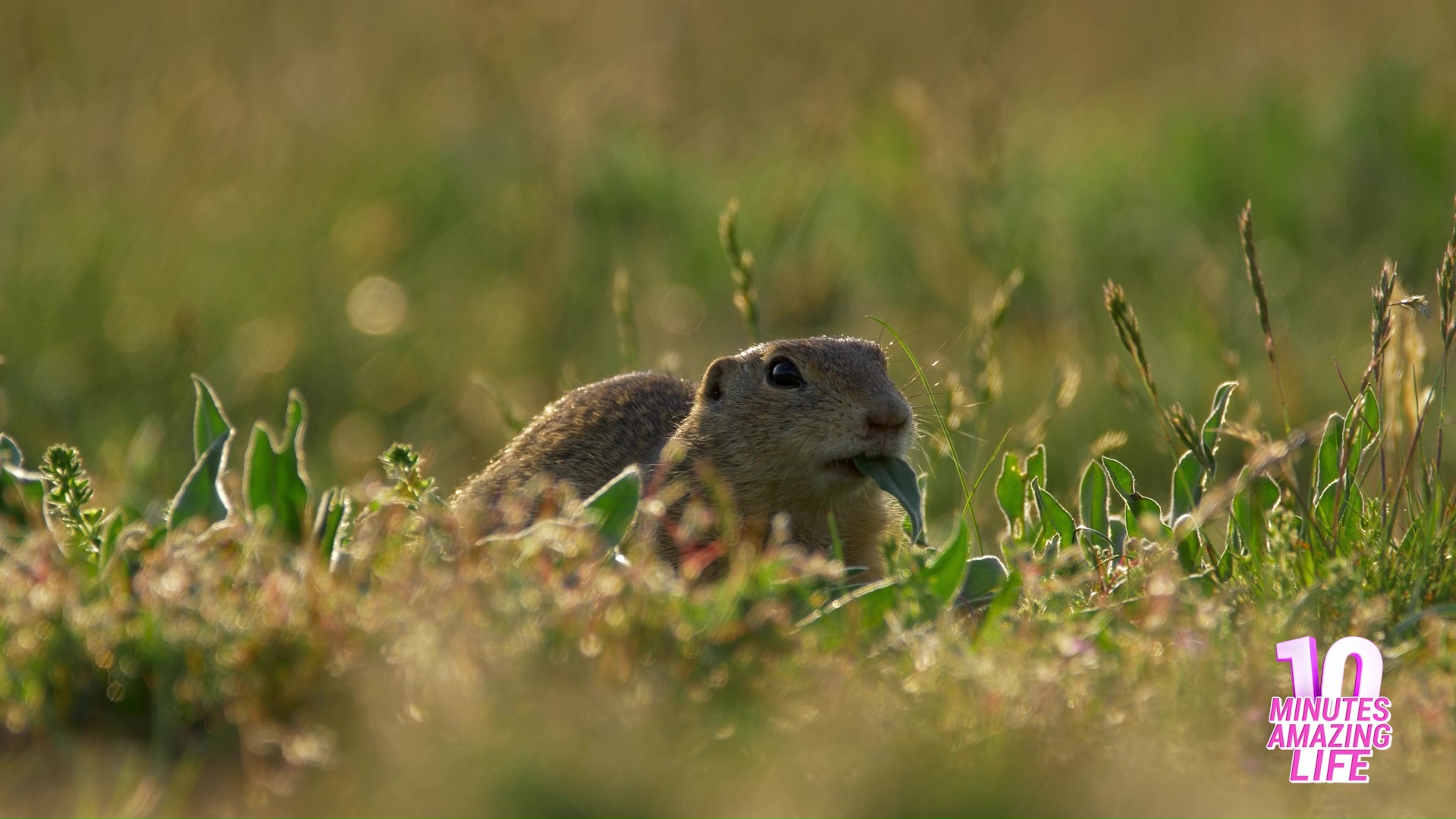 Small ground squirrel feeds while remaining alert