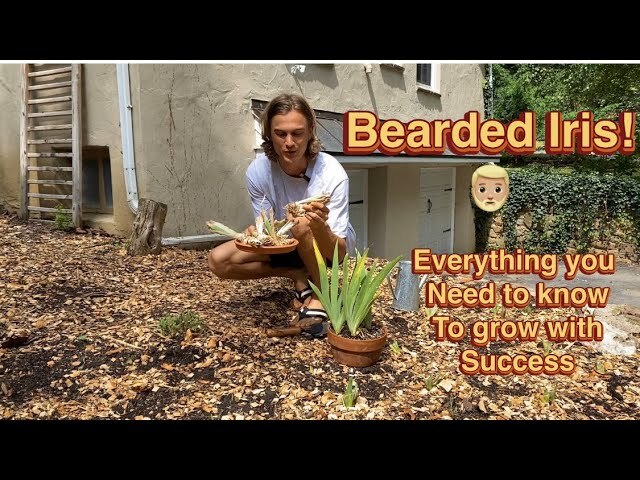 Bearded iris: How to properly plant & care for Iris germanica