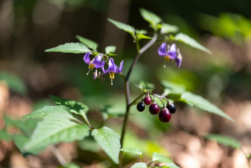The deadly plants gardeners and foragers should know about