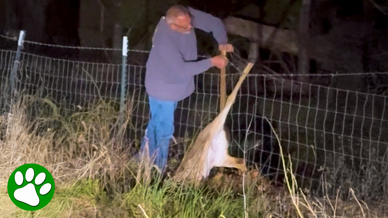 Saving a wild deer trapped in fence
