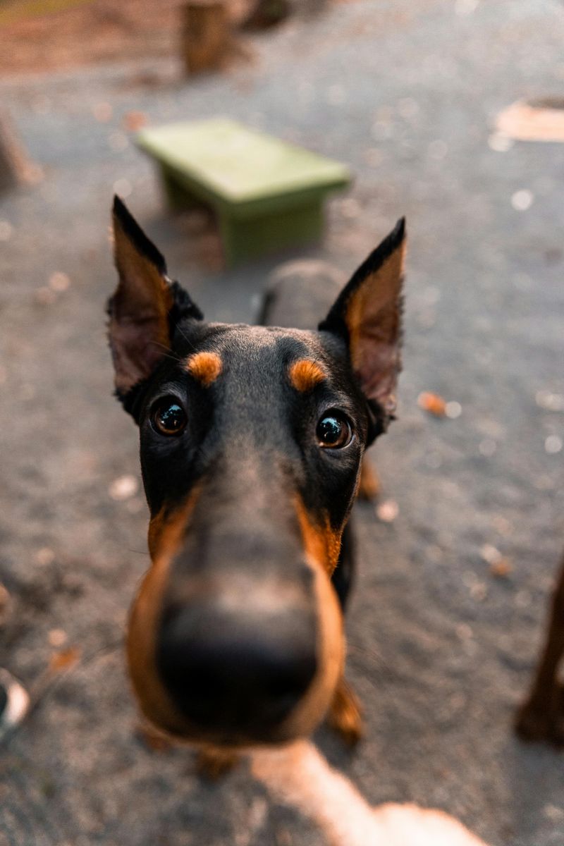 The 'my dog won't stop staring' trend is creeping people out – 10 ...