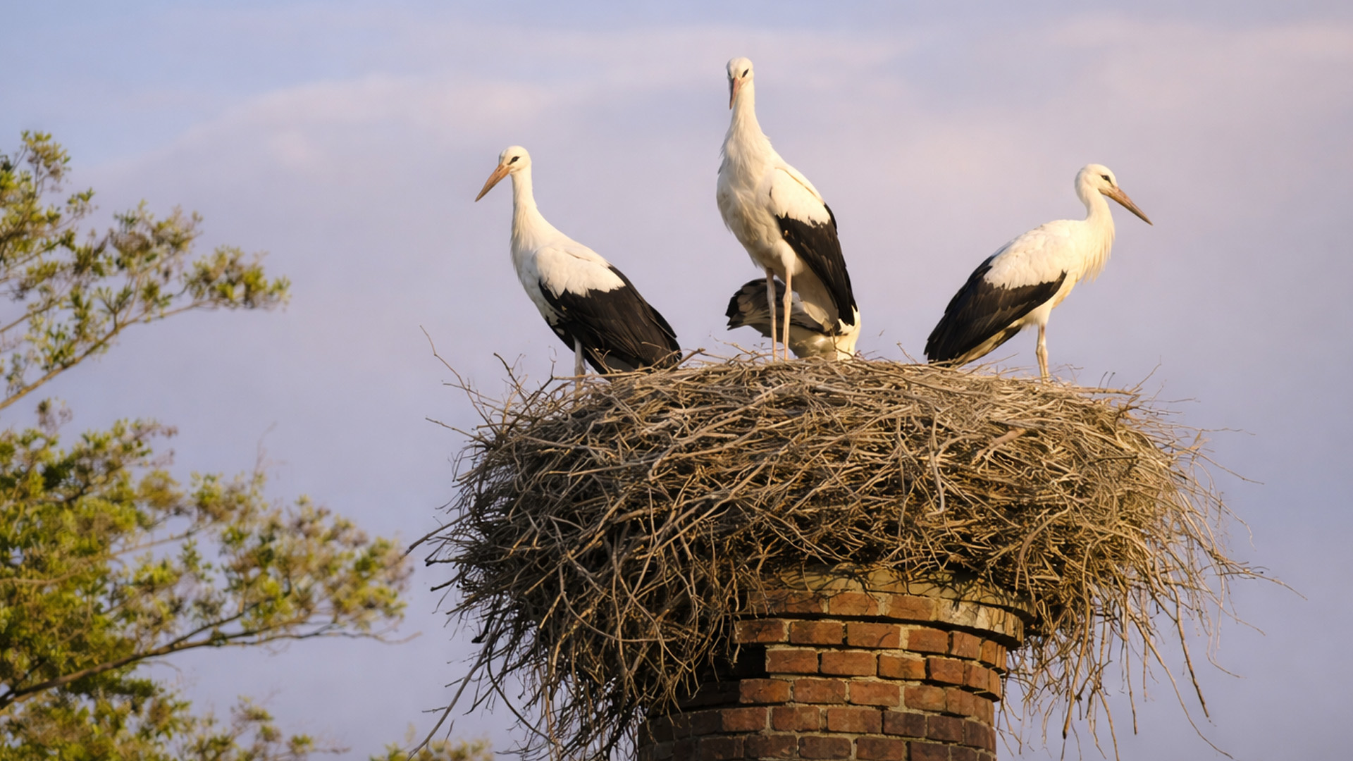 They built a nest in the most unusual place