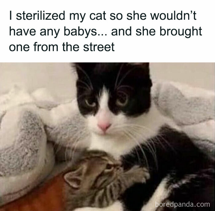 48 memes that cat owners might find relatable