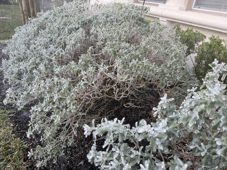 Photos: Icy displays appear all over Central Florida overnight