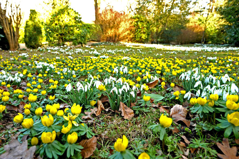 Snowdrops and outdoor family fun at Burghley