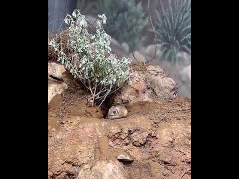 Tiny Texas kangaroo rat shows fearless and charming energy