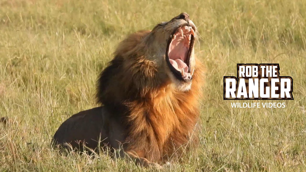 Witness this powerful lion endure a massive storm on the plains