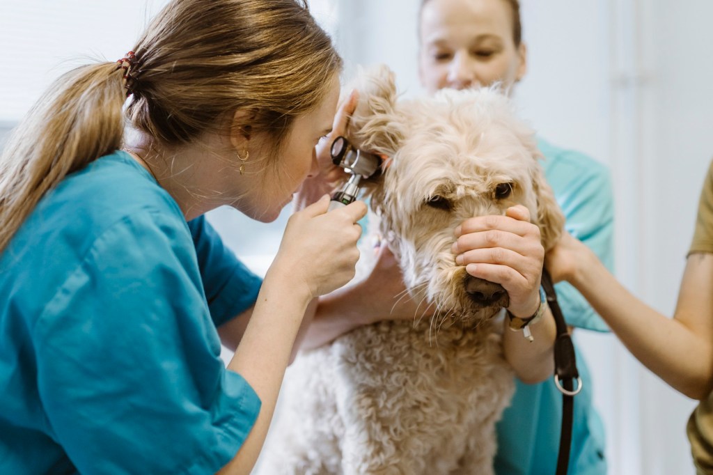 Extortionate vet fees for pet owners could soon come to an end