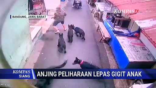 Terekam CCTV! Detik-detik kawanan anjing peliharaan gigit anak kecil di ...