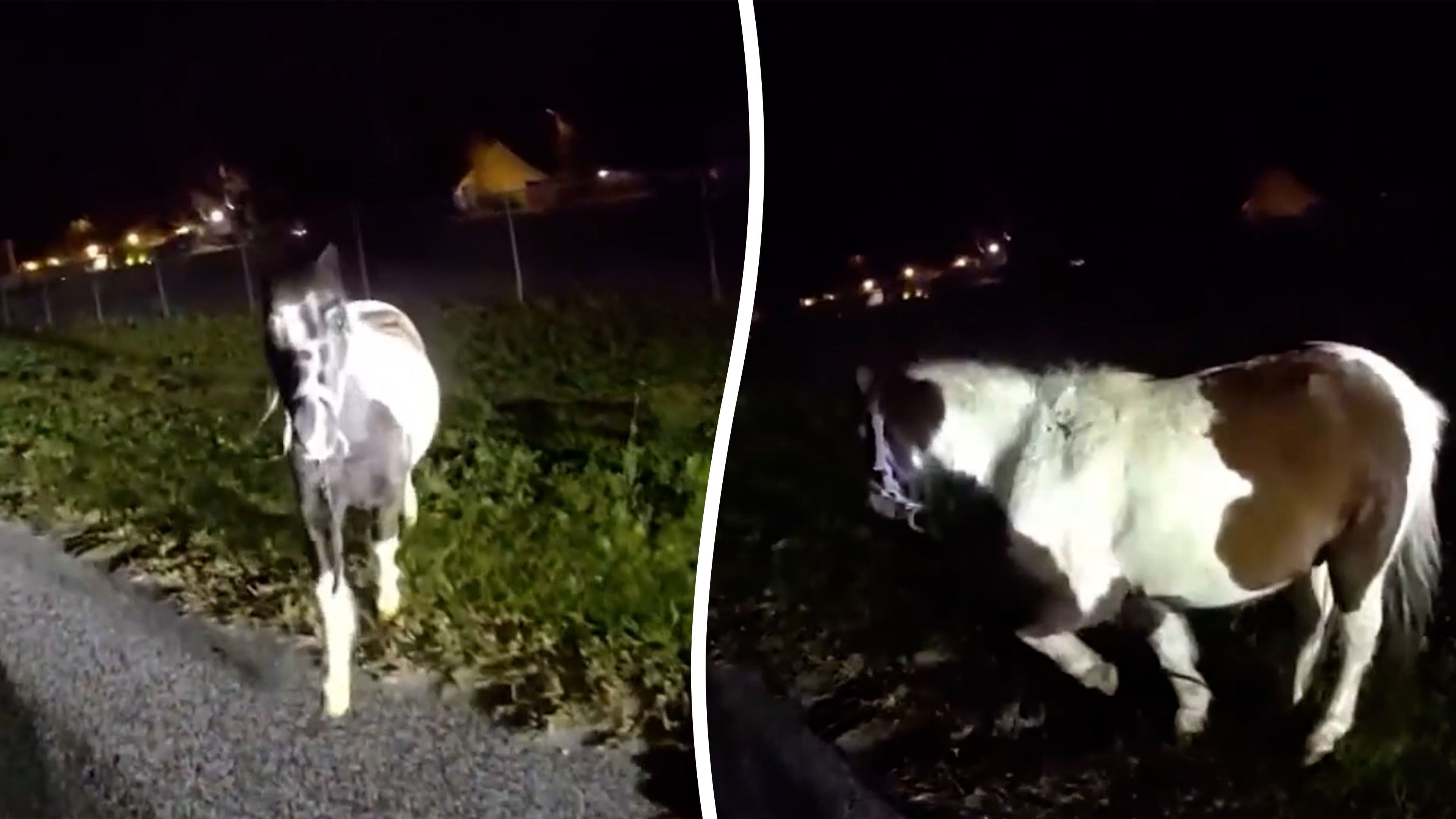 Miniature runaway horse Oreo helped home by deputies in Ruskin, Florida