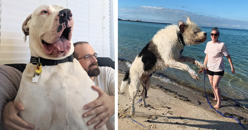 21 heartwarming pics of big dogs with soft and squishy centers