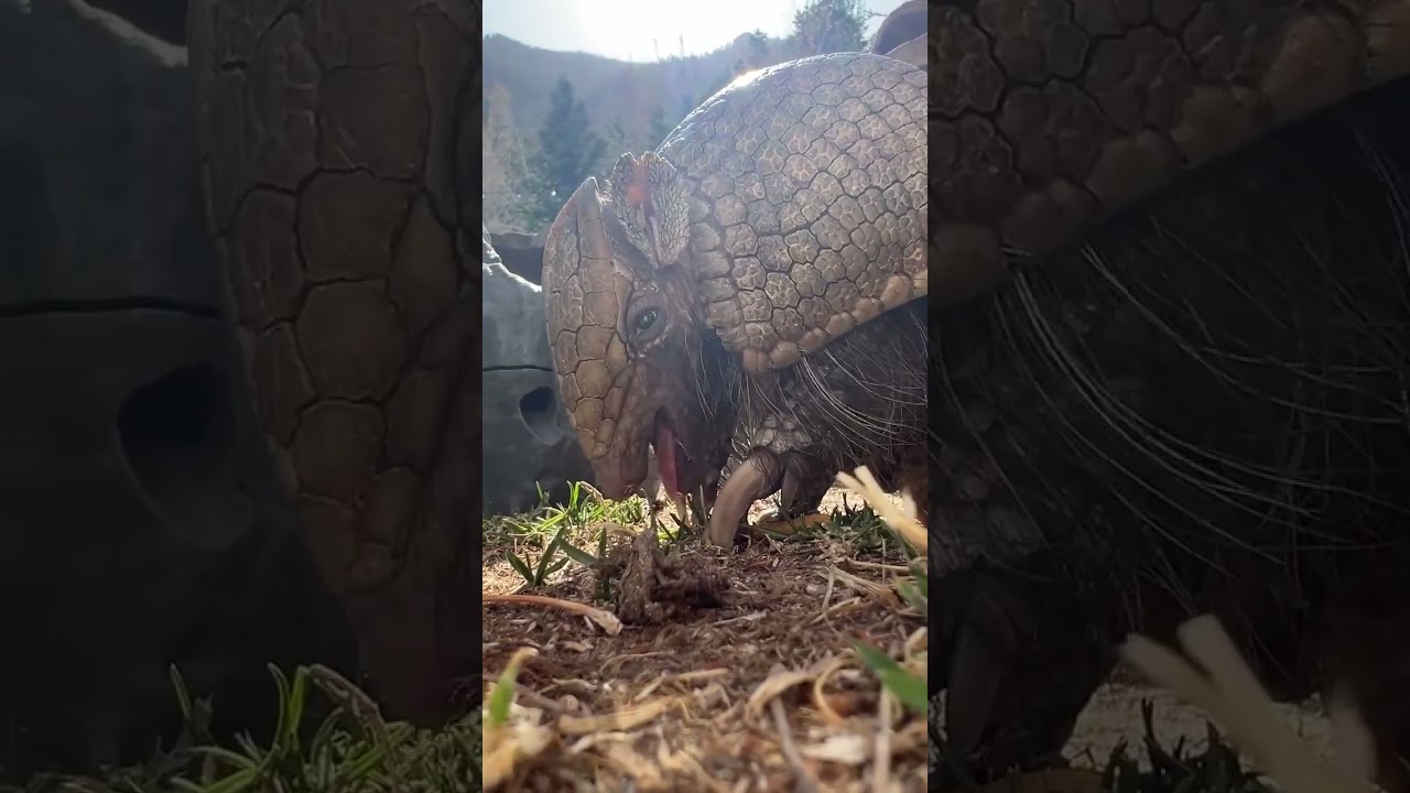 Watch hungry armadillos hunt for tiny crunchy insects