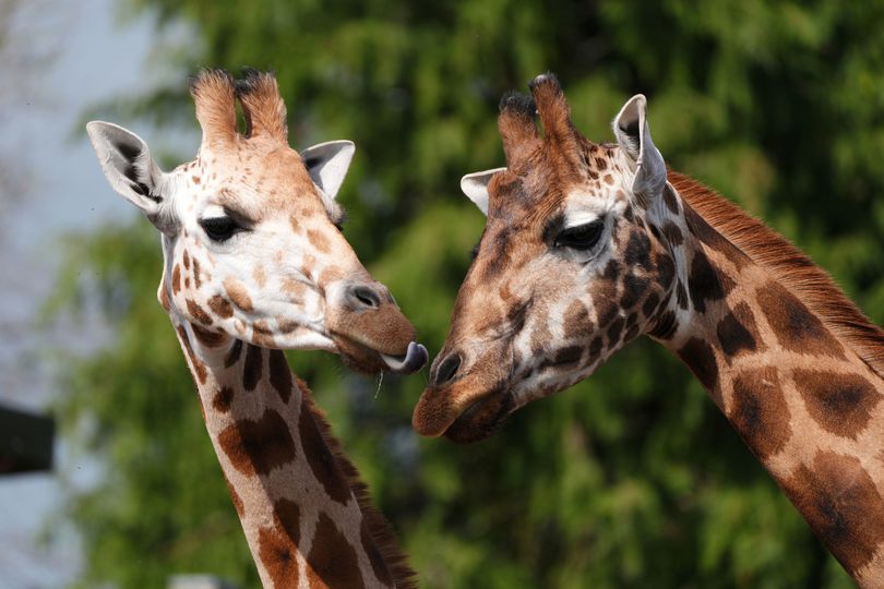 People baffled by 'giraffe enclosure' inside £900k property just ...