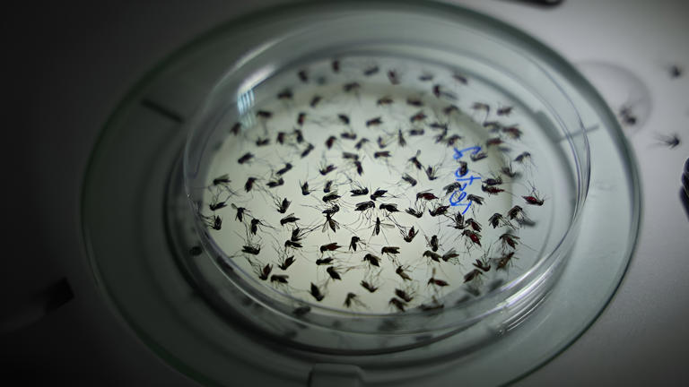 Contre la dengue et le Zika, ce pays a une idée folle : lâcher encore ...