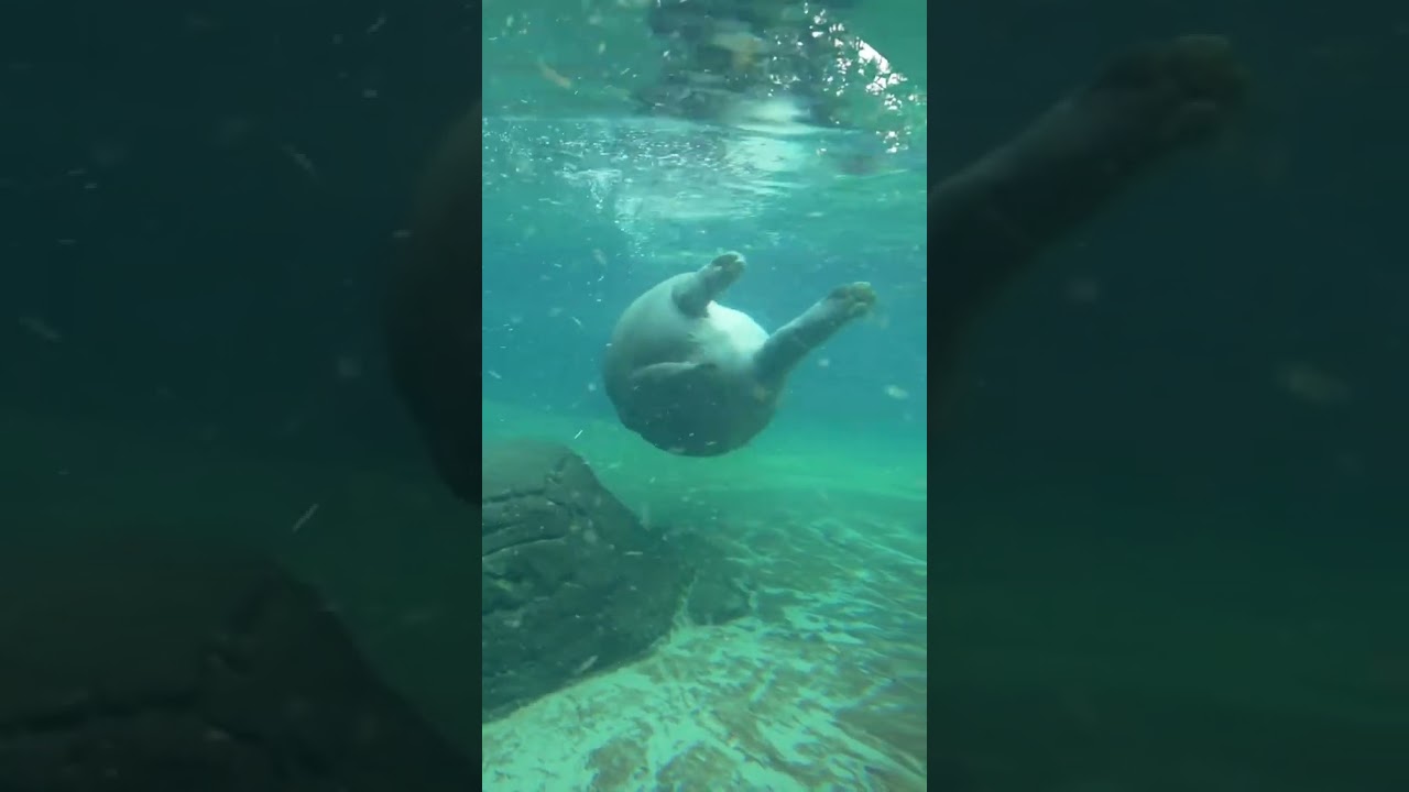 Watch smart hippos teach young calves how to dive