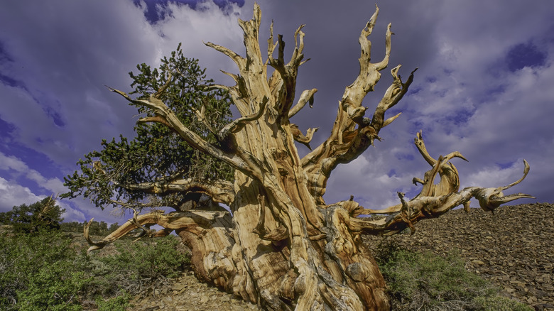 How a scientist accidentally killed a 5,000-year-old tree
