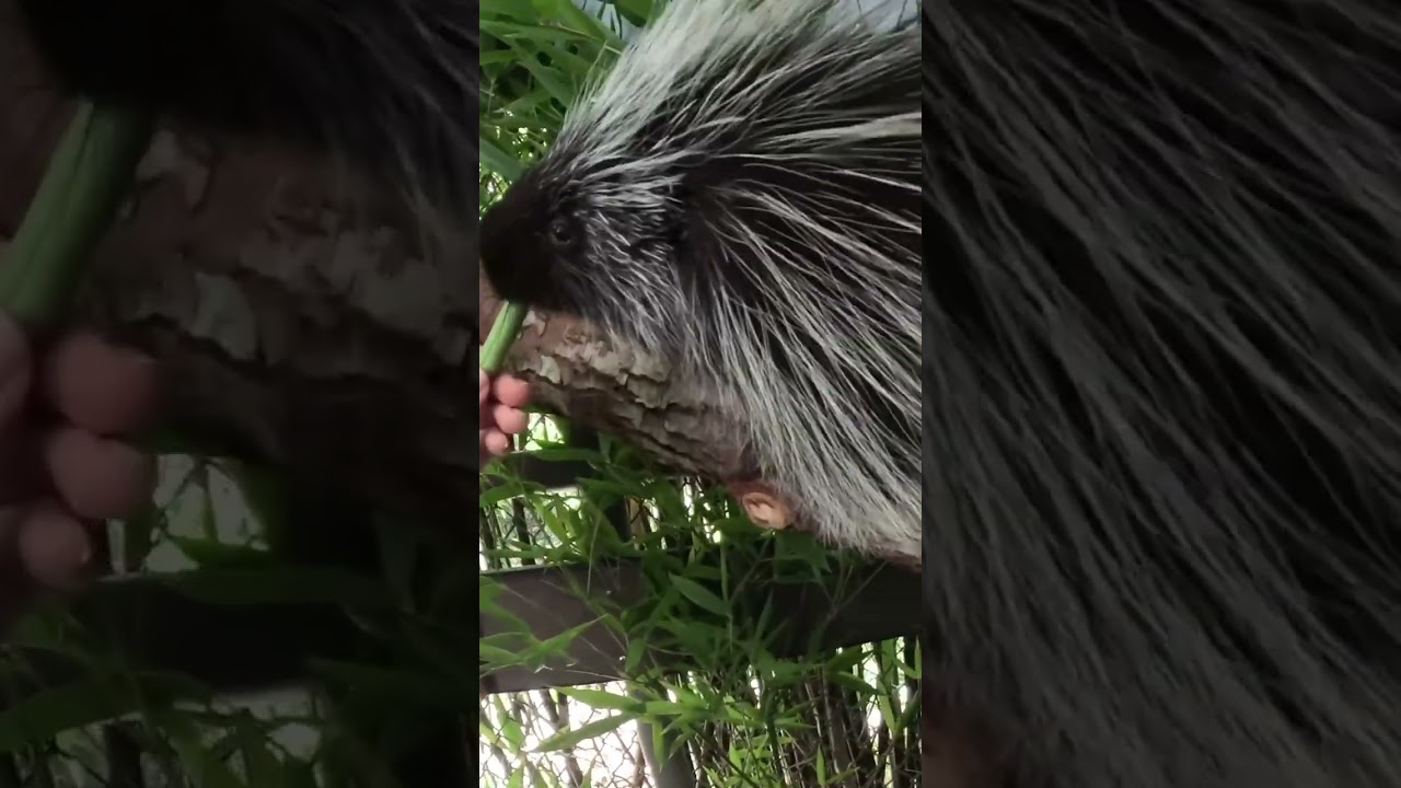 Watch an adorable porcupine enjoy snack time up close