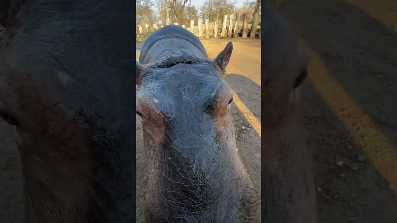 Baby hippo devours apples with unmatched messy enthusiasm