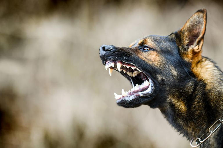 Thousands of dog barking complaints lodged in Coventry