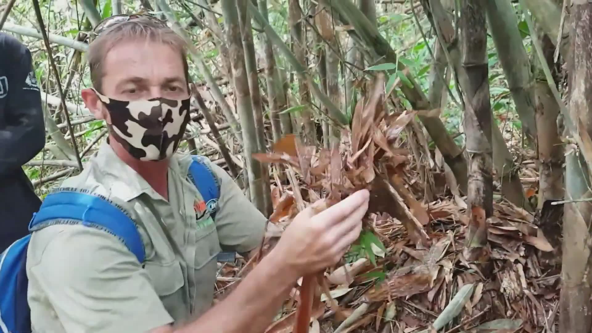 Tracking and documenting the world's longest venomous snake in its ...