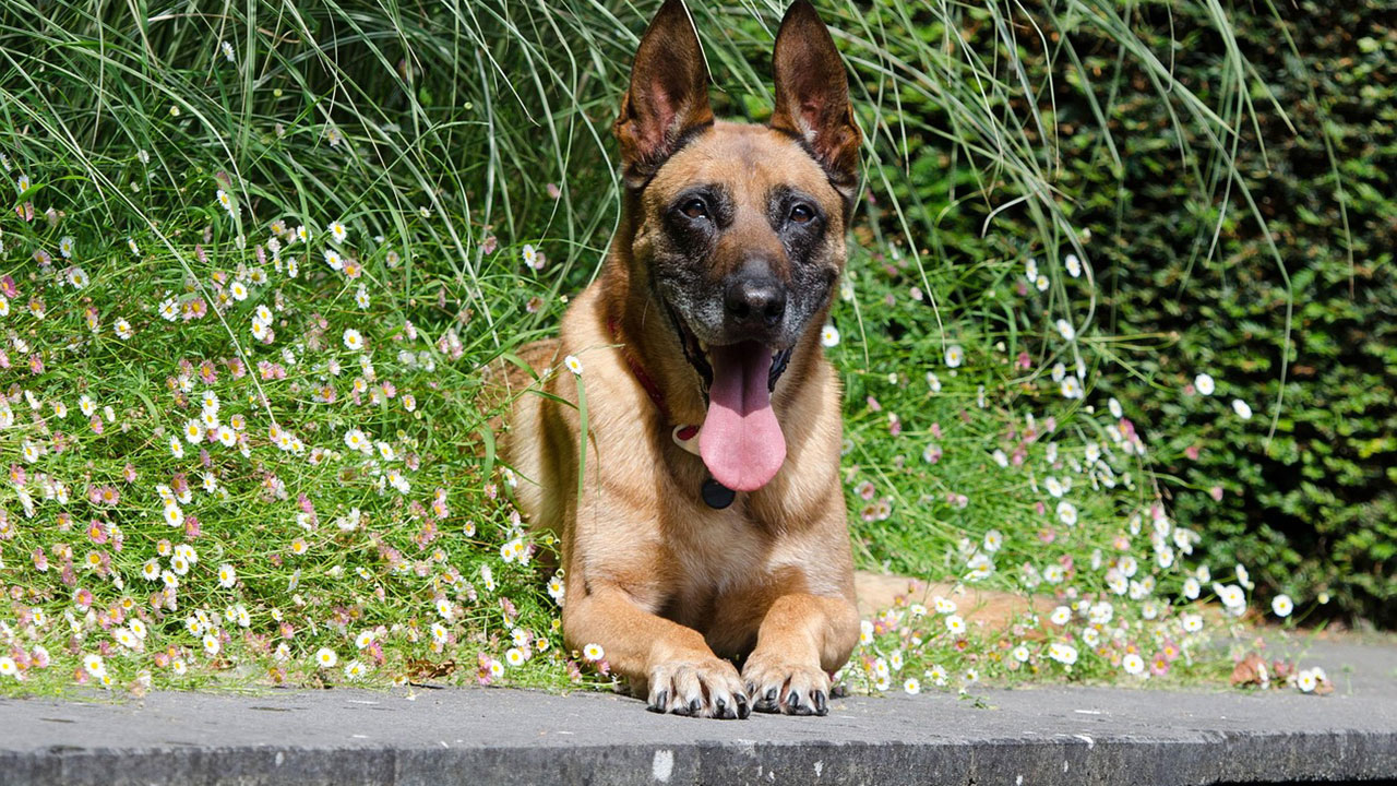 15 dog breeds that are great dogs but bad first dogs