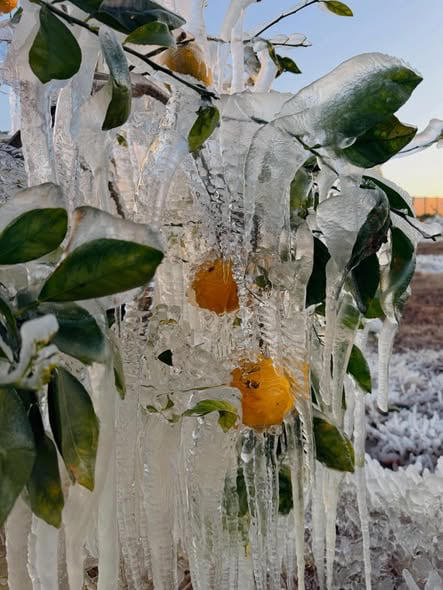 Photos: Icy displays appear all over Central Florida overnight